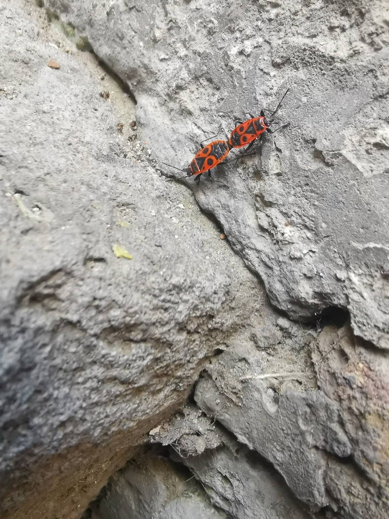 European Firebug from Old Tbilisi, Tbilisi, Georgia on July 19, 2024 at 04:44 PM by leroy485 ...