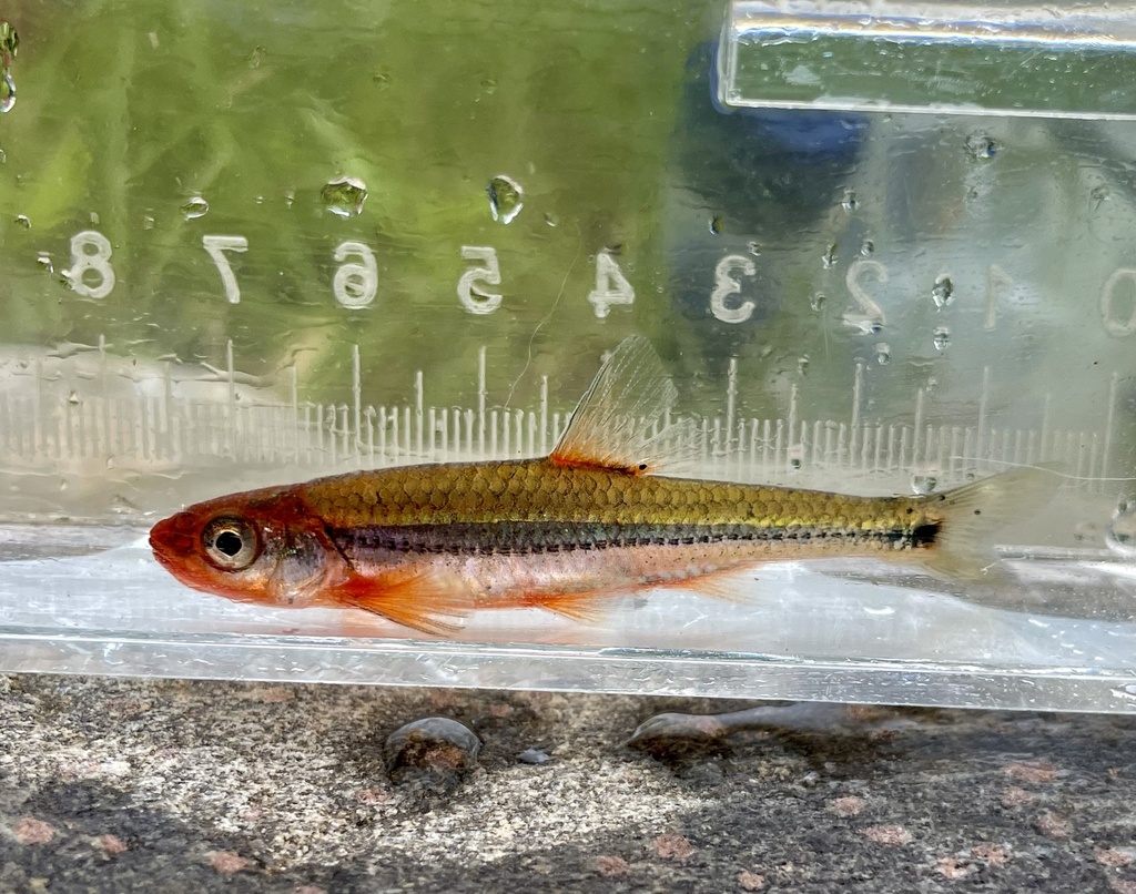 Tennessee Shiner from South Toe River, Burnsville, NC, US on May 18 ...