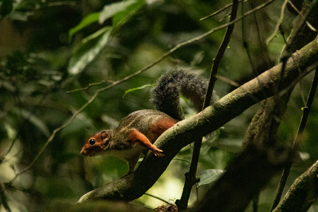 Fire-footed Rope Squirrel from MSB-E on April 19, 2024 at 05:45 AM by ...