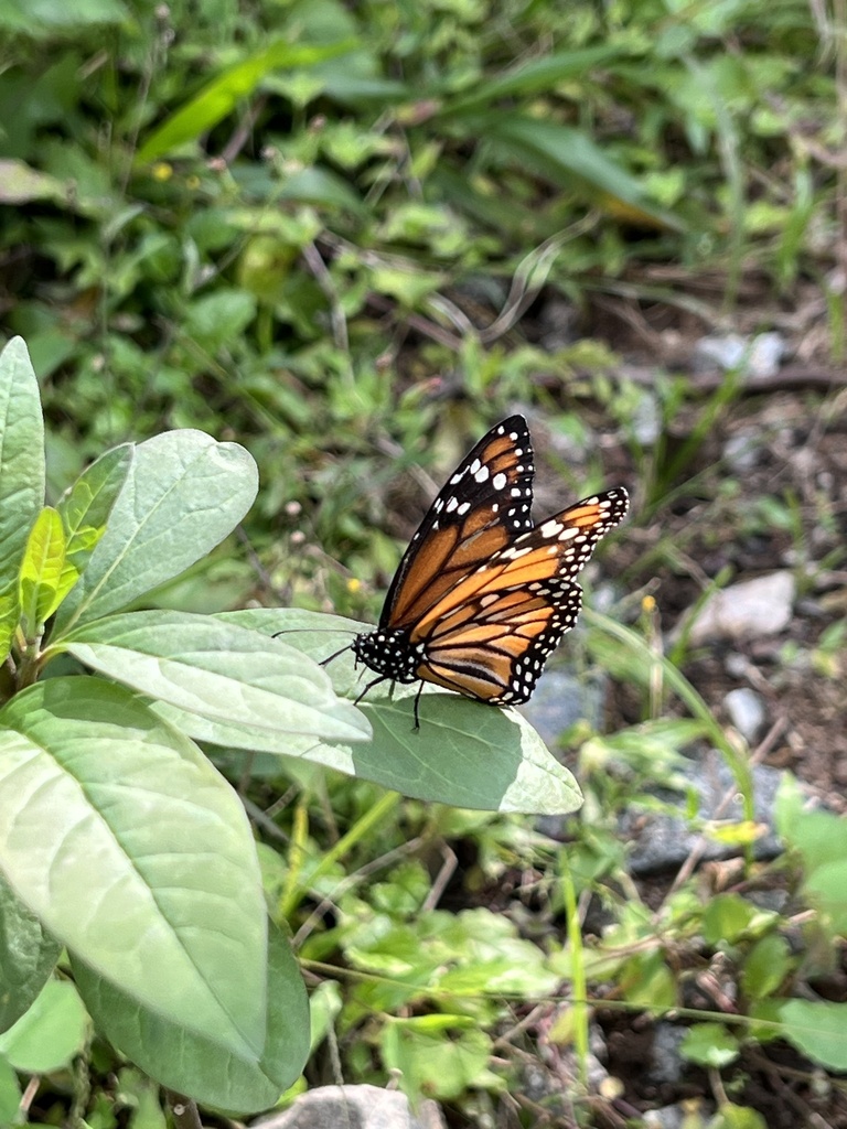 Southern Monarch from Avenida Coronel Marcos Konder, Itajaí, SC, BR on ...