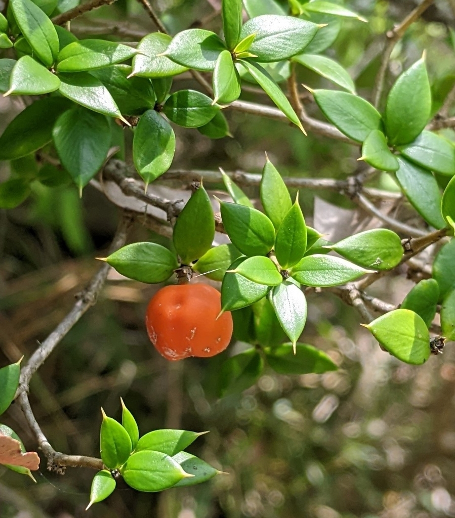Chain Fruit from Seventeen Mile QLD 4344, Australia on December 16 ...