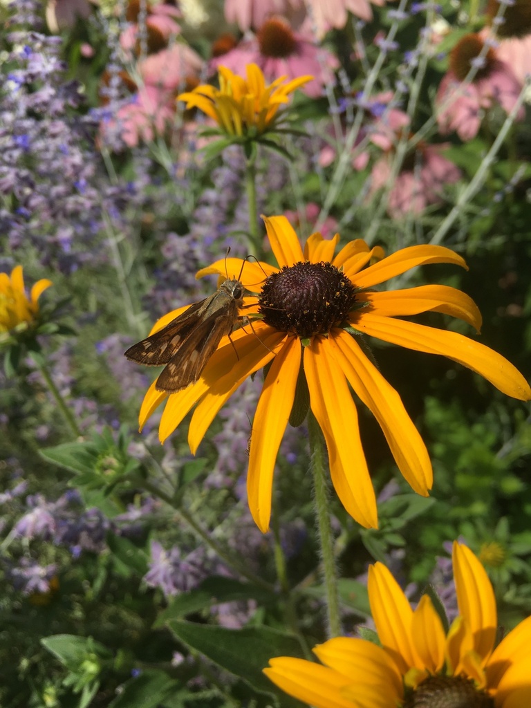 Huron Sachem from Franklin St, Carlisle, PA, US on July 19, 2024 at 10: ...