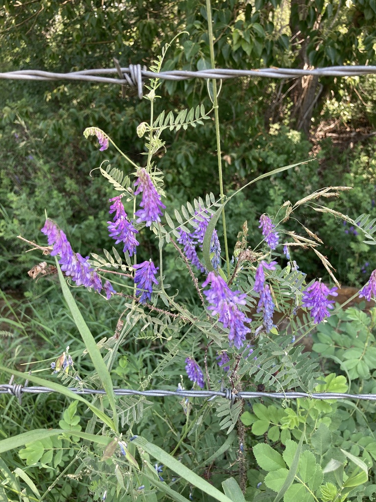 tufted vetch from Rocky View, AB, Canada on July 17, 2024 at 01:55 PM ...