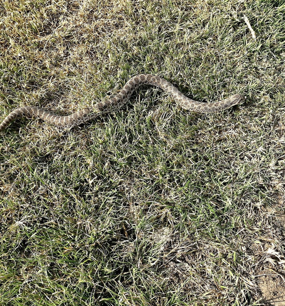 Plains Hognose Snake from Distrito electoral de Union, Nebraska, EE. UU ...
