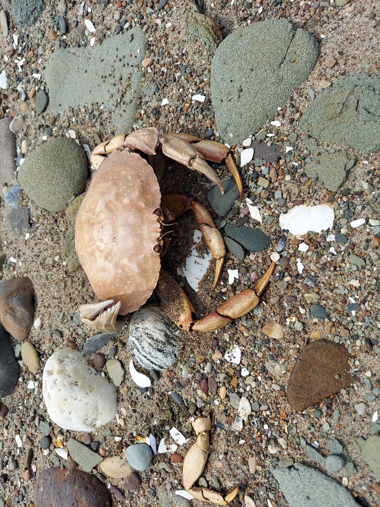 Atlantic Rock Crab from Dune de Tabusintac, NB, Canada on July 18, 2024 ...