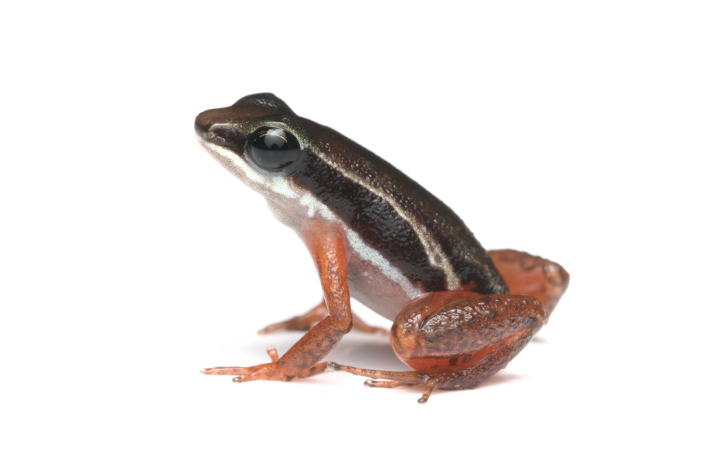 Rainforest Rocket Frog from altos de campana on July 17, 2024 at 01:47 PM by Brian Gratwicke ...