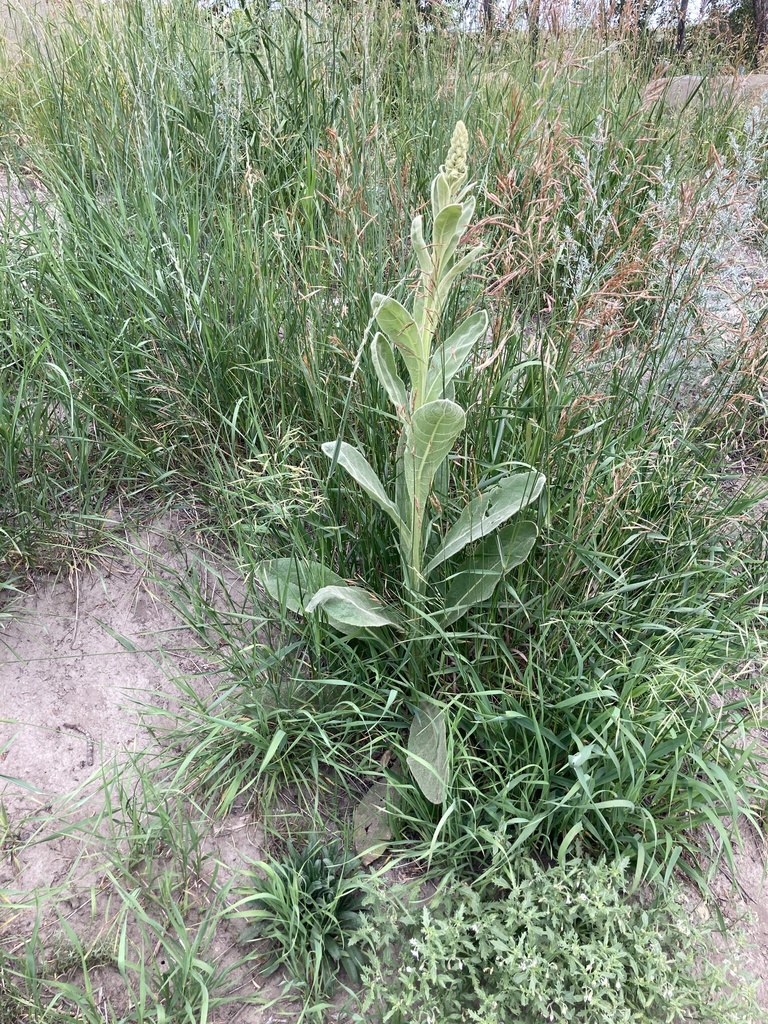 great mullein from Rocky View, AB, Canada on July 17, 2024 at 09:35 AM ...