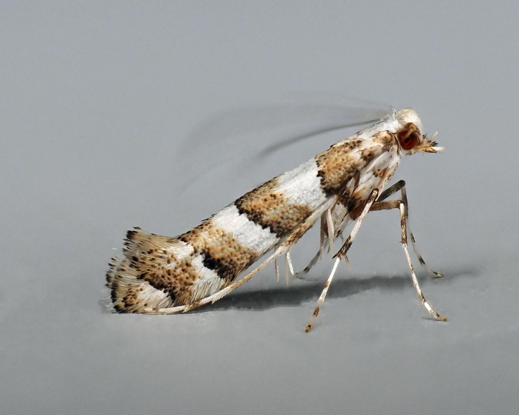 White Pine Barkminer Moth from Salem, NH 03079, USA on July 19, 2024 at ...