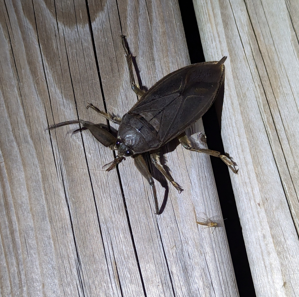 American Giant Water Bug from Titusville, NB E5N 3T5, Canada on July 15 ...