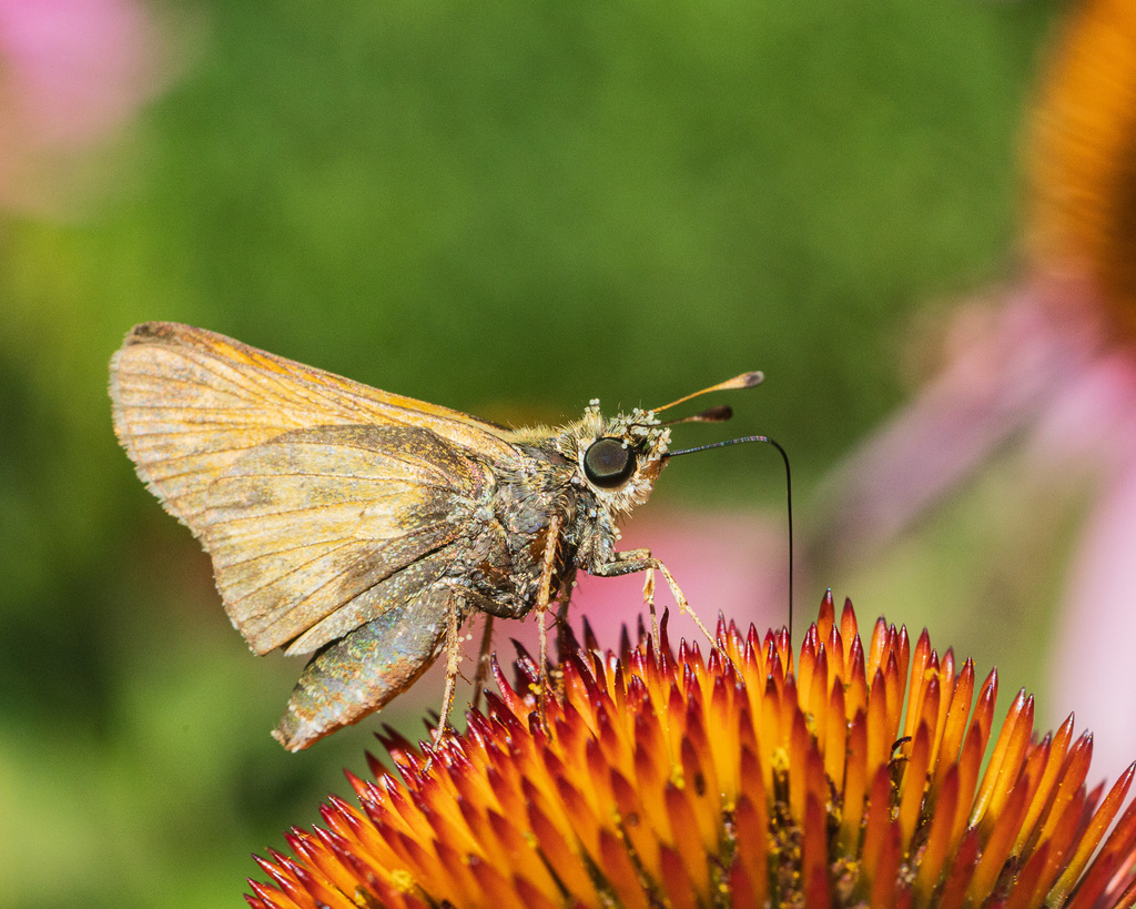 Huron Sachem from Herndon, PA, USA on July 19, 2024 at 10:33 AM by ...