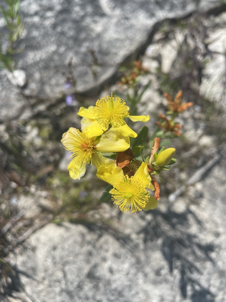 Kalm's St. John's-wort from Lake Huron, Northern Bruce Peninsula, ON ...
