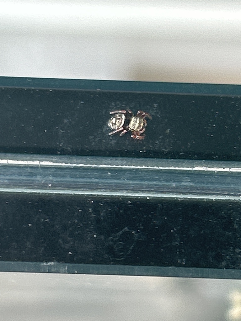 Bold Jumping Spider from Denver International Airport, Denver, CO, US ...