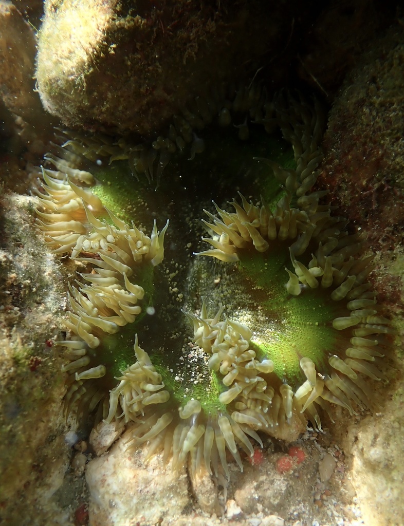 Red Beaded Anemone from Caletón de la Majagua, La Romana, La Romana, DO ...