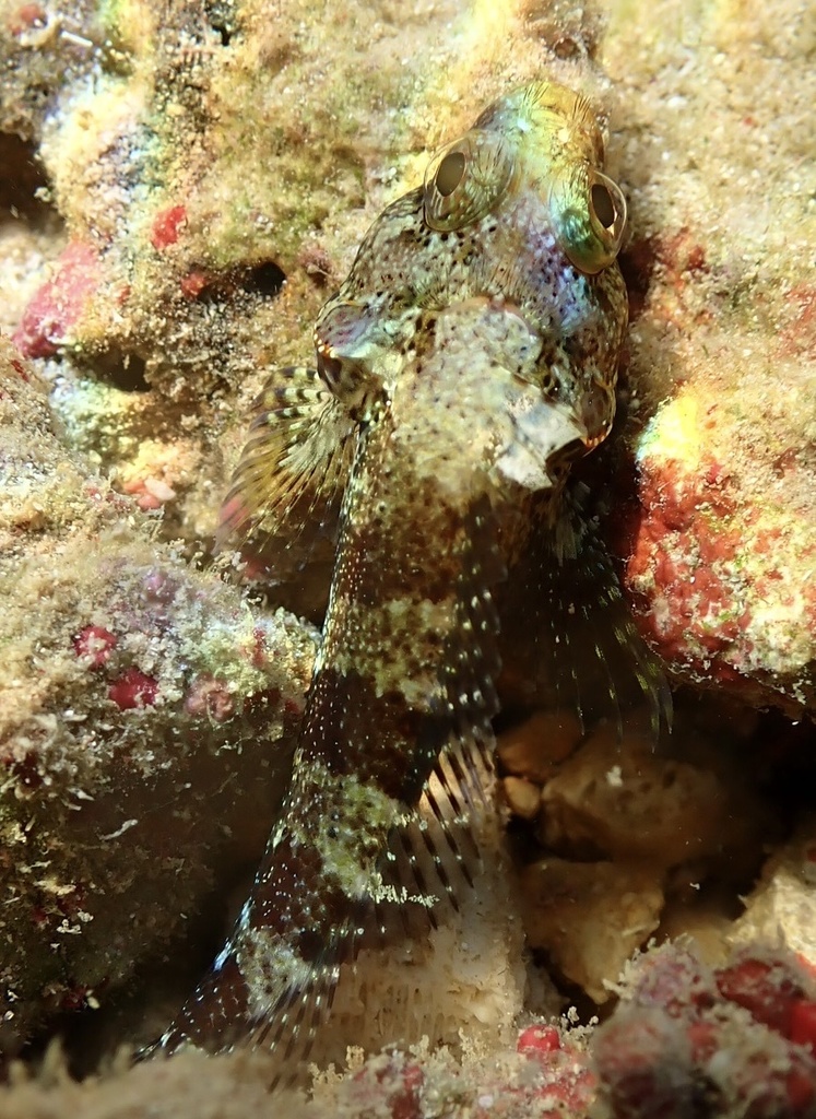 Mimic Blenny from Caletón de la Majagua, La Romana, La Romana, DO on ...