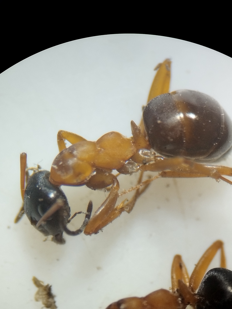 New World Red Bearded Ant from South Lake Tahoe, Californie 96150 ...