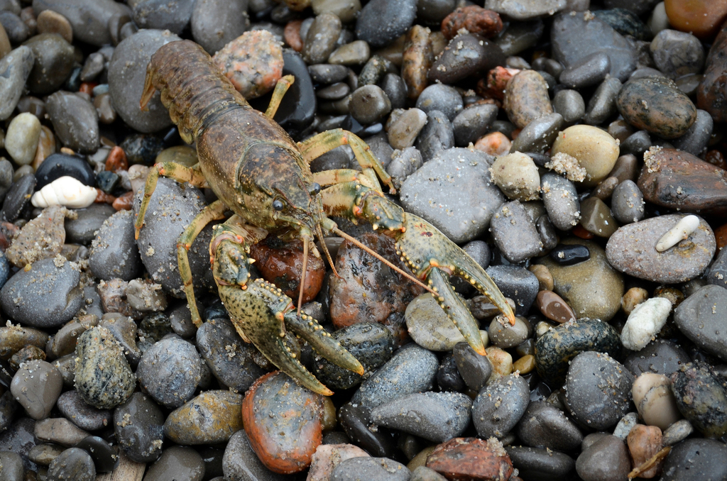 Virile Crayfish from Pickering, ON, Canada on March 20, 2019 at 04:45 ...