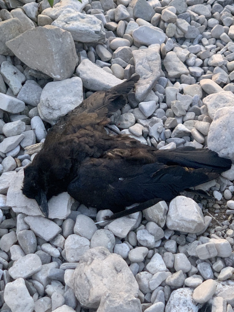 American Crow from Inverhuron Provincial Park, Kincardine, ON, CA on ...