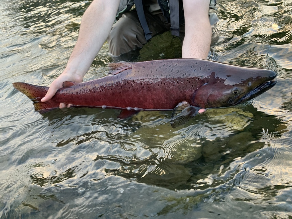 Chinook Salmon (Fish of the great lakes watershed) · iNaturalist