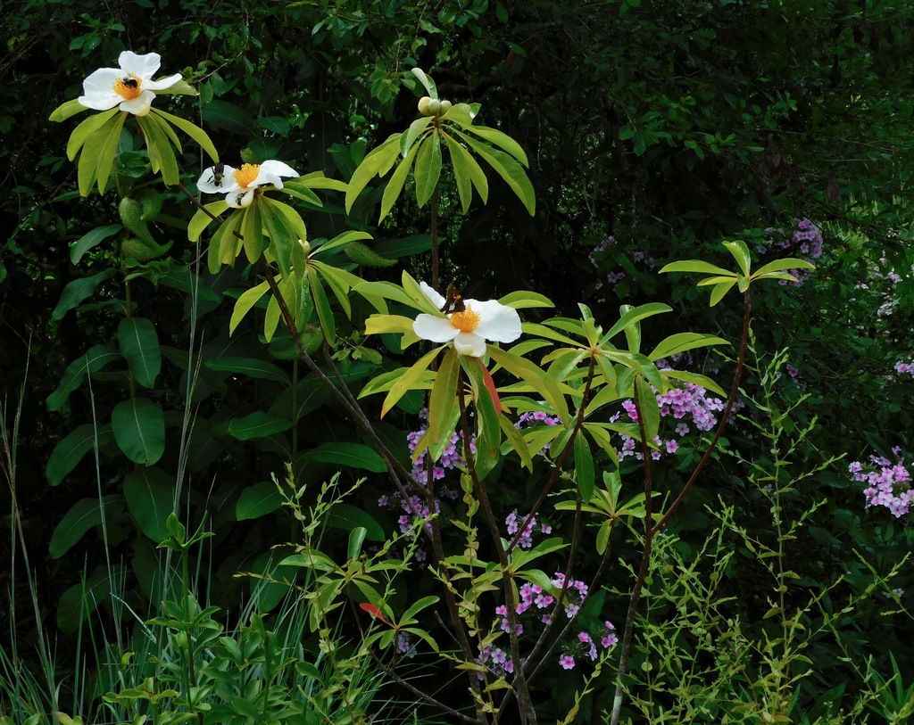 Franklin tree (Franklinia alatamaha) - Botanical Realm