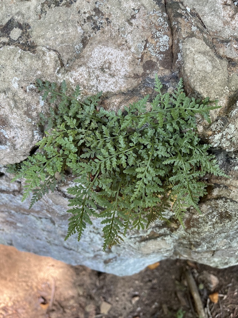 mountain spleenwort from Cumberland County, TN, USA on July 14, 2024 at ...
