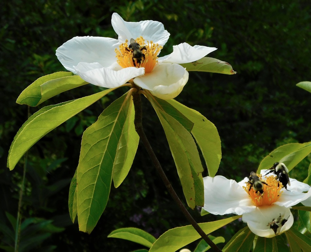 Franklin tree (Franklinia alatamaha) - Botanical Realm