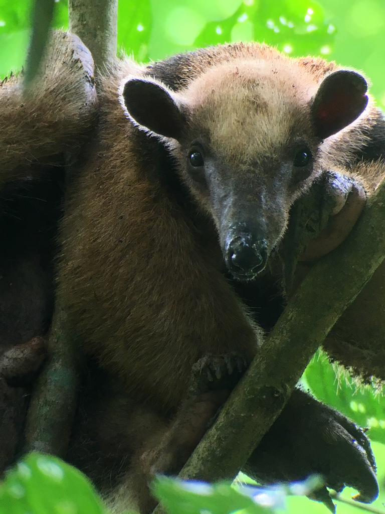 Tamanduas (Tamandua) - Know Your Mammals