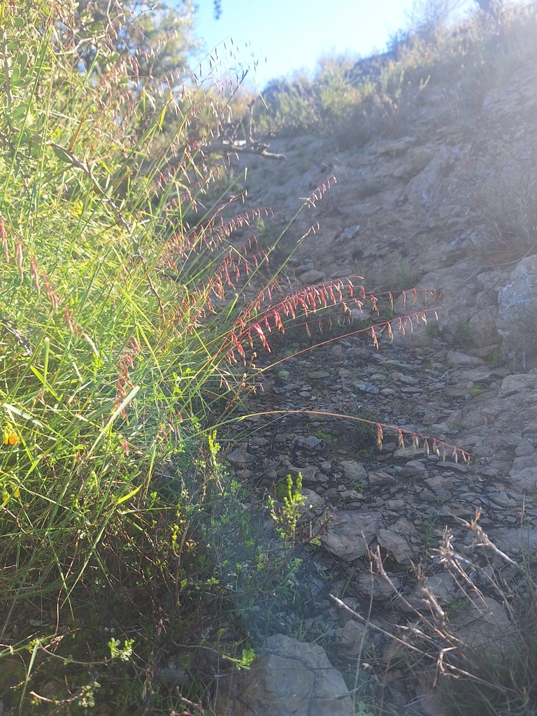 Perennial Veldtgrass from Kannaland Local Municipality, South Africa on ...