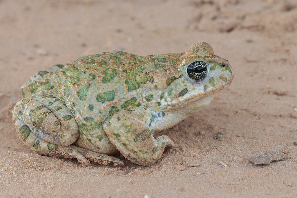 African Green Toad from Ksar Ghilane, Tunisas on May 8, 2024 at 09:50 ...