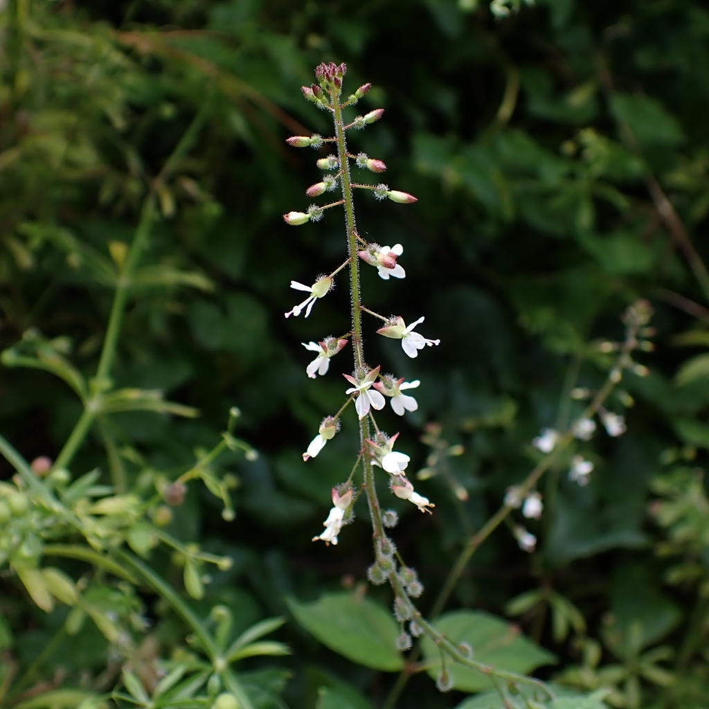 enchanter's-nightshade from Falmouth TR11 5HU, UK on July 19, 2024 at ...
