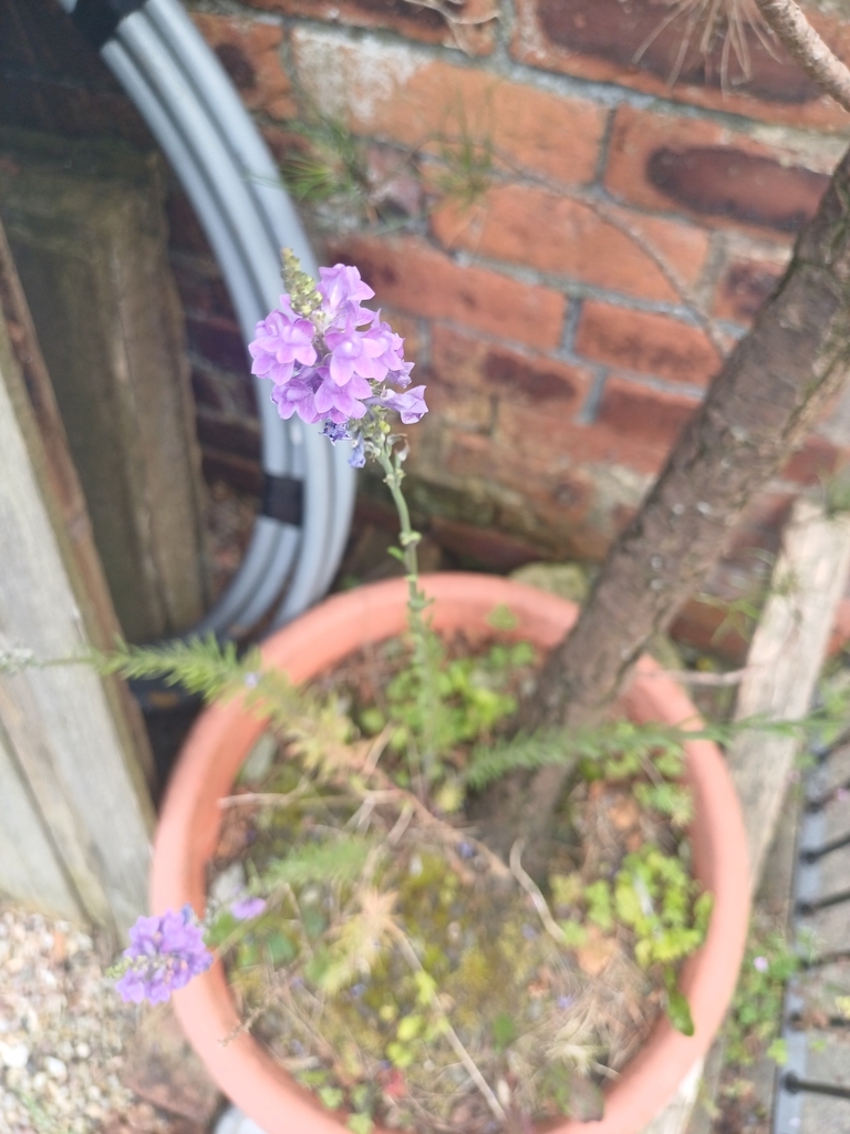 Purple Toadflax from John Street, Heyrod, Stalybridge SK15 3BL, UK on ...