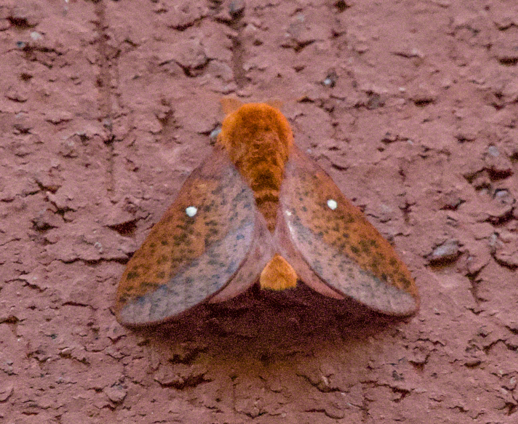 Spiny Oakworm Moth from Goochland County, VA, USA on July 19, 2024 at ...