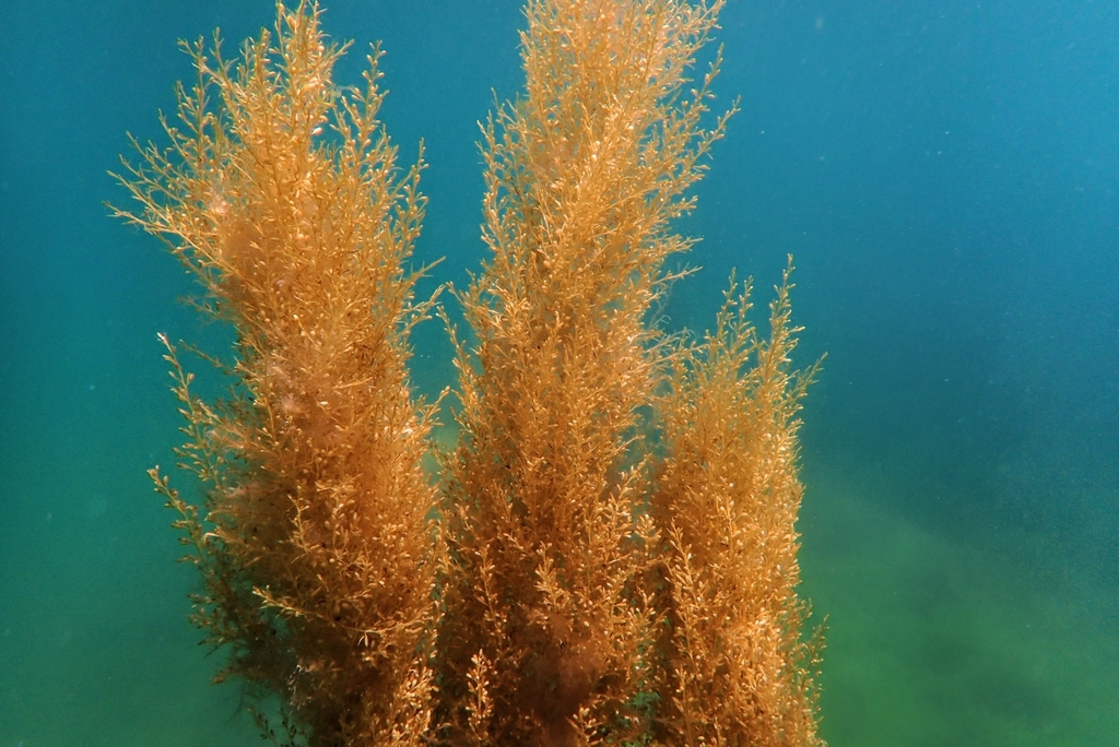 Japanese Wireweed from United Kingdom on July 19, 2024 at 12:19 PM by ...