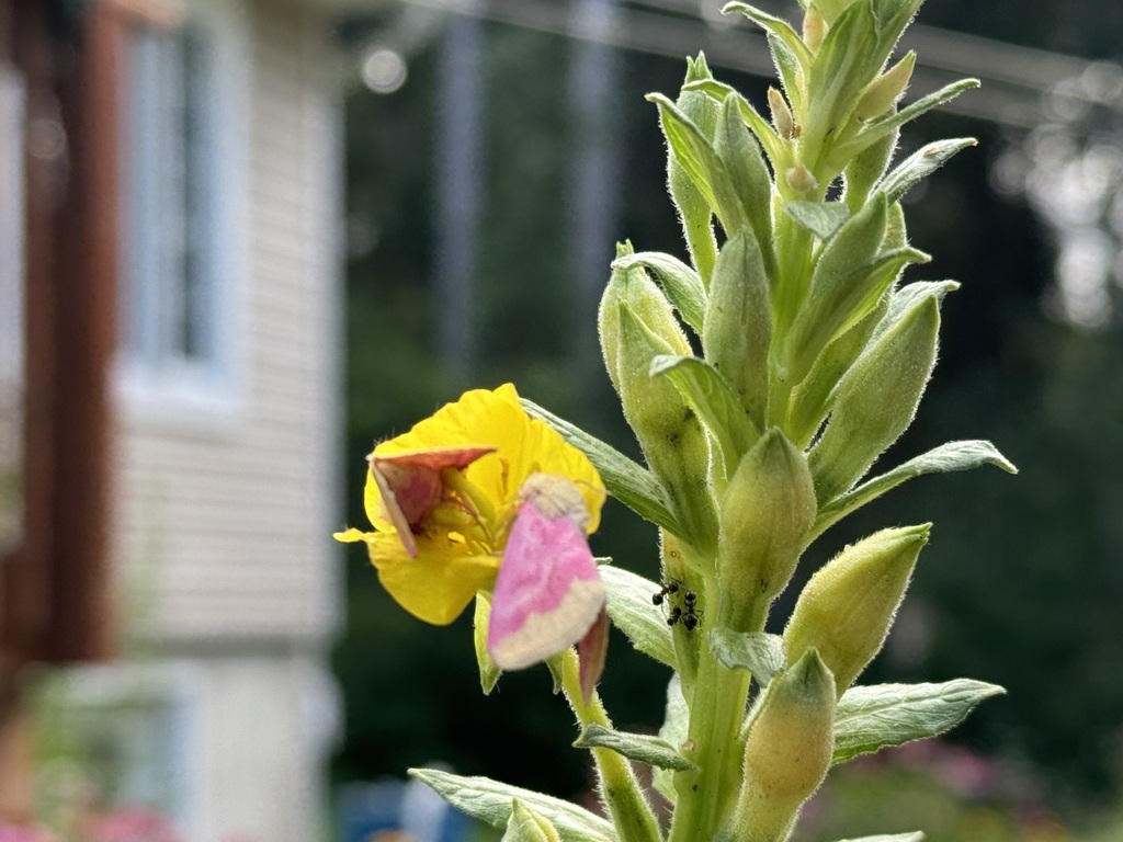 Primrose Moth from Lanark County, ON, Canada on July 18, 2024 at 08:40 ...