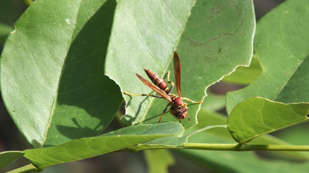 Unstable Paper Wasp from Santa María Huatulco, Oax., México on July 19 ...