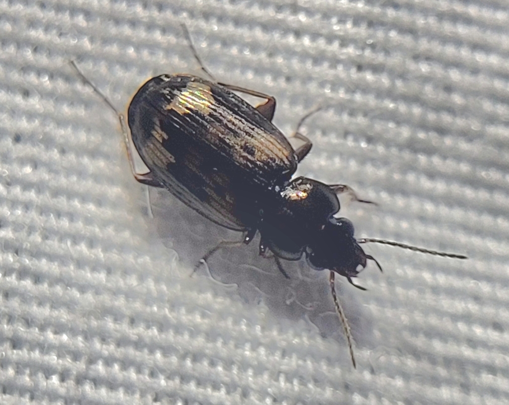 Tetragonoderus intersectus from College Station, TX, USA on July 18 ...