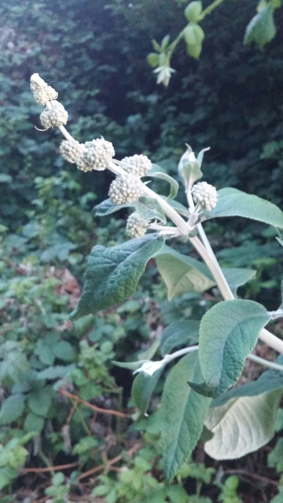 Weyer's Butterfly-bush from West End Vancouver, BC on June 23, 2016 at ...