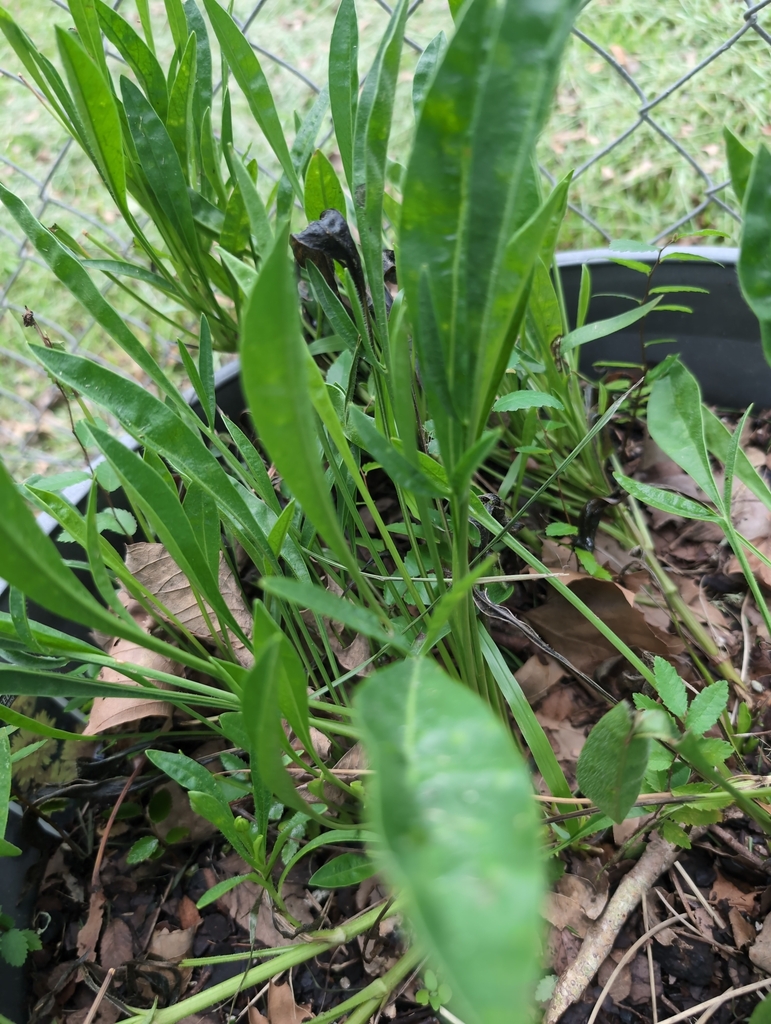 large-flowered tickseed from Alvin, TX 77511, USA on July 19, 2024 at ...