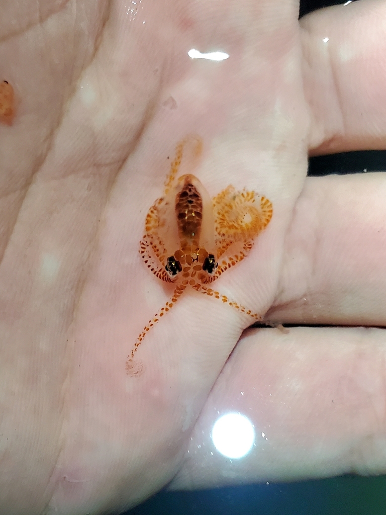 American Octopus in July 2024 by Drew · iNaturalist
