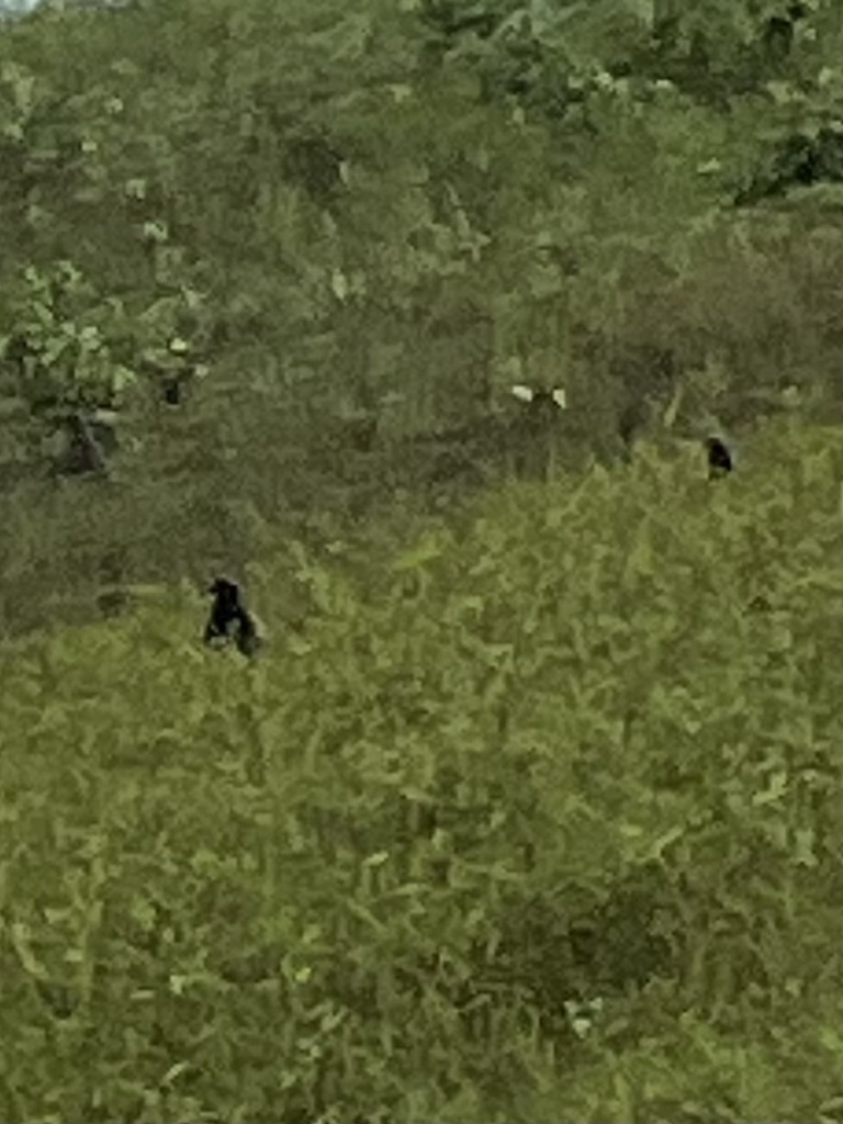 Feral Pigeon from S Capital of Texas Hwy, Austin, TX, US on July 18 ...