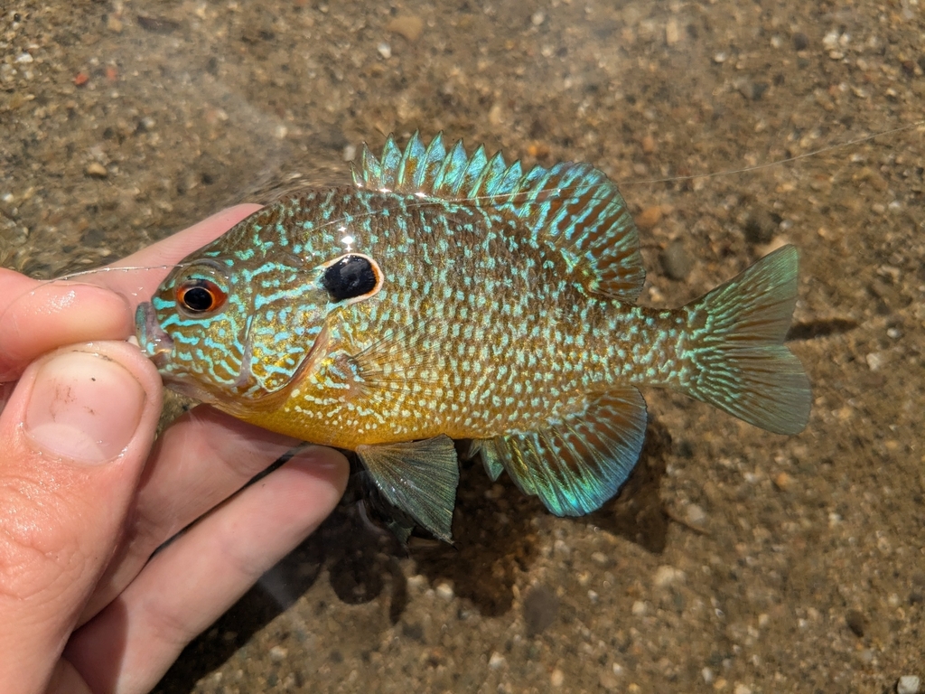 Freshwater Sunfishes (Centrarchidae) - Marine Life Identification