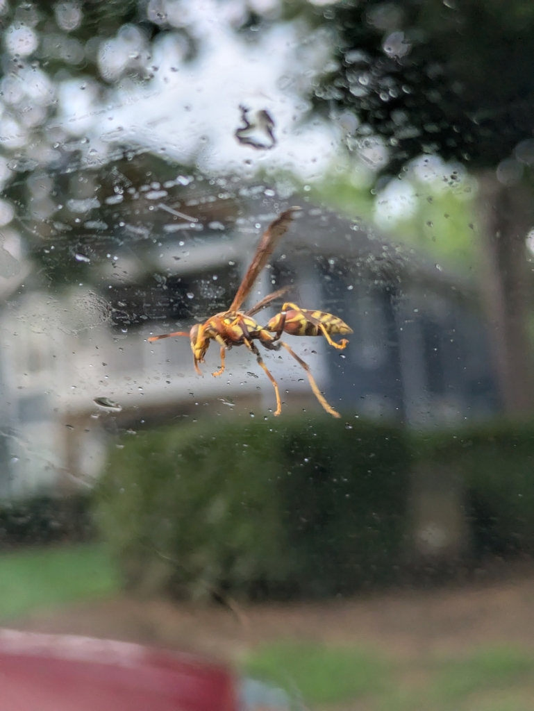 Guinea Paper Wasp from Raleigh, NC 27612, USA on July 19, 2024 at 06:43 ...