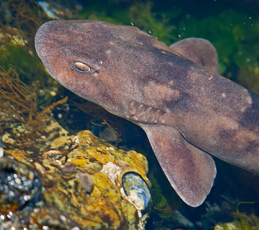 Shysharks (Haploblepharus) - Marine Life Identification