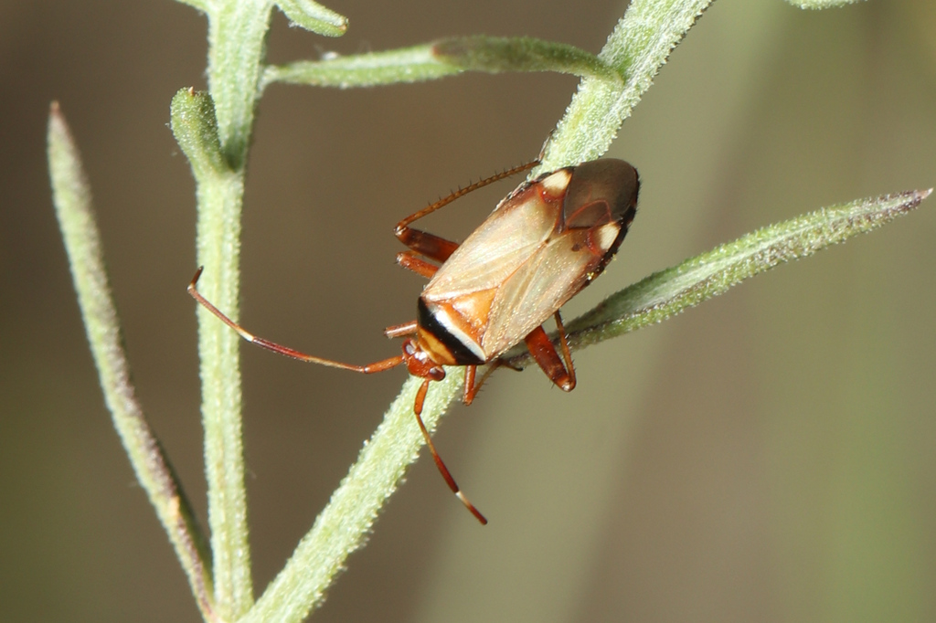 Vandalic Mirid from Guntramsdorf, Österreich on July 19, 2024 at 06:53 ...