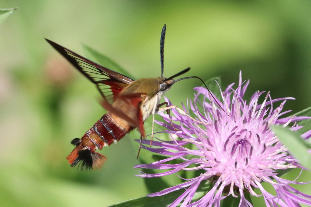 Hummingbird Clearwing from Belvidere, VT 05442, USA on July 18, 2024 at ...