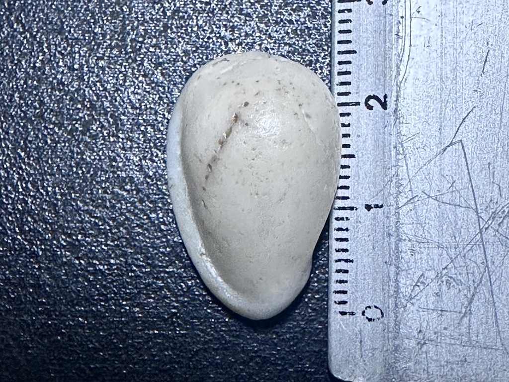 Prunum labiatum from Tulum, Q. Roo., MX on July 19, 2024 at 02:06 PM by Donají Graham · iNaturalist