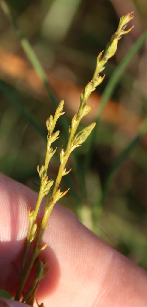 Thesium asterias from Wild Coast Trail, day 4, Ndengane to Mbaxeni ...