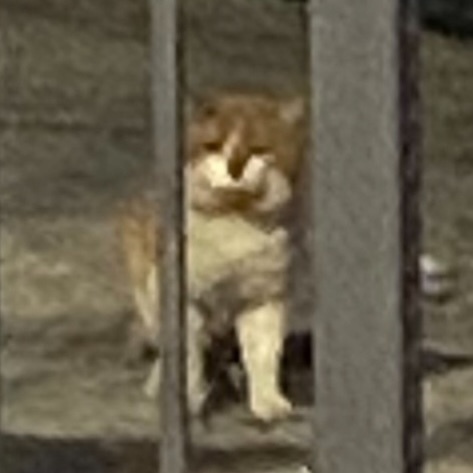 Fred (Georgia Tech Cats) · iNaturalist