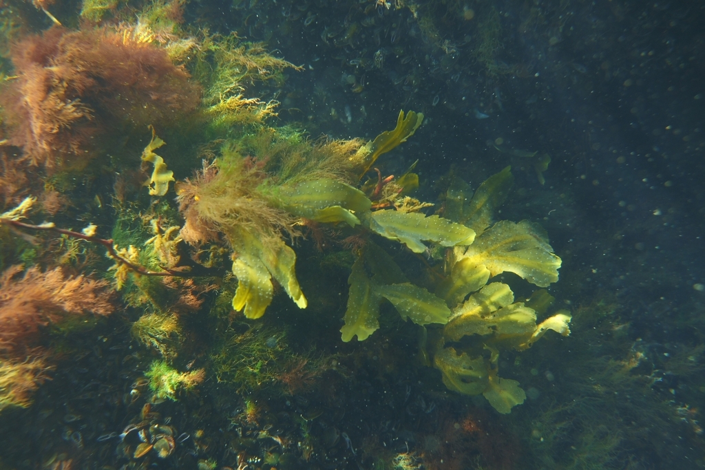 Saw Wrack from Denmark on July 19, 2024 at 02:50 PM by annahd · iNaturalist