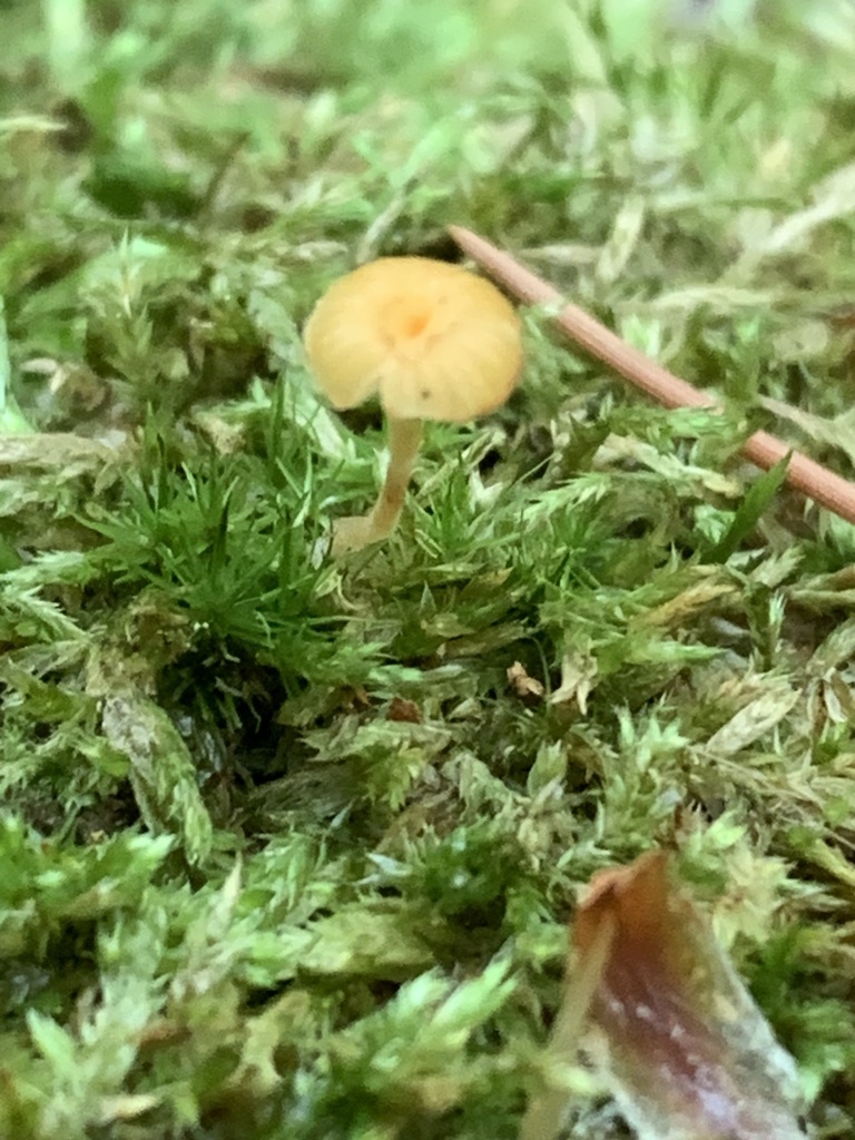 Orange Moss Navel from Westmeath Provincial Park, Whitewater Region, ON ...