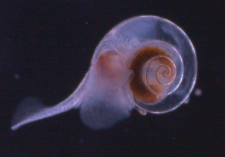 Helicid Pteropod from geographic harbor on July 10, 2024 at 02:45 PM by ...